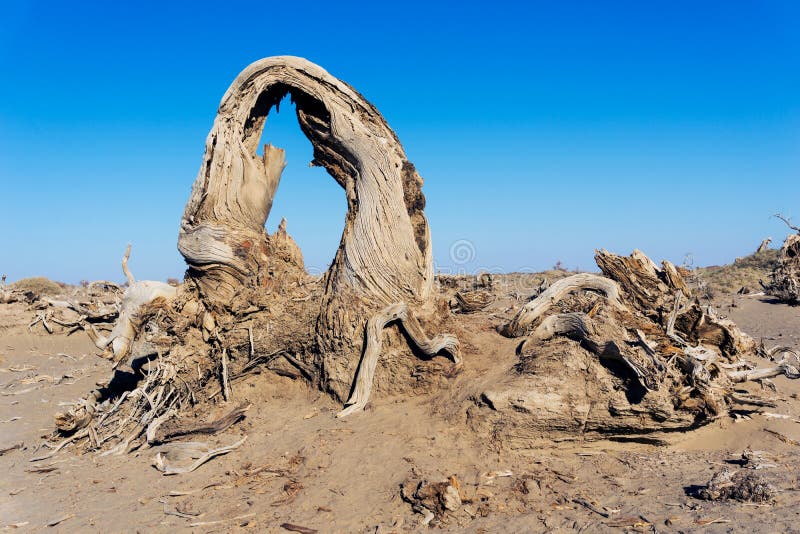 Populus euphratica forest stock image. Image of life - 177554121