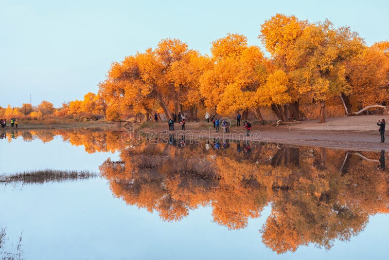 Populus Euphratica Forest editorial photo. Image of beauty - 123524316