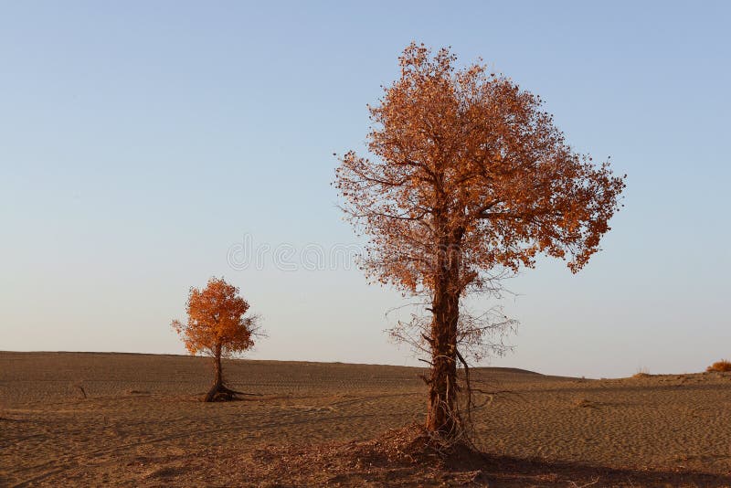 The Populus Euphratica Forest Stock Image - Image of autumn, tree: 62099307
