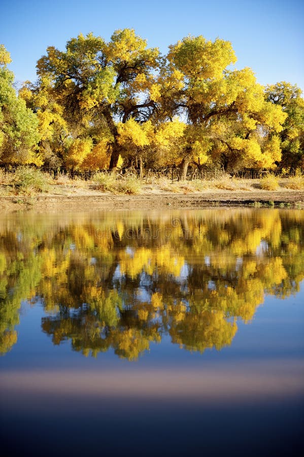 Populus Euphratica in the Sunshine Stock Photo - Image of desert ...