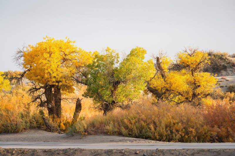 The Scenery of the Ejina Desert Poplar Forest in Inner Mongolia, China ...