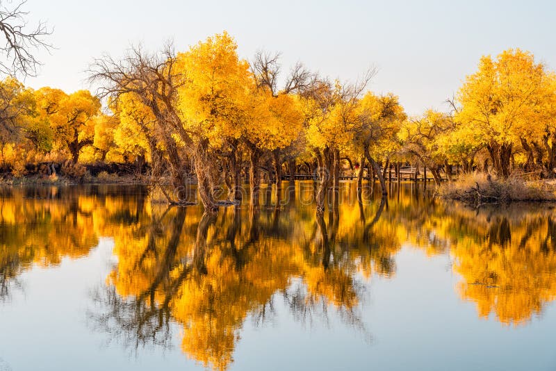 The Scenery of the Ejina Desert Poplar Forest in Inner Mongolia, China ...