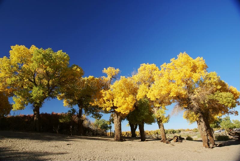 Populus Euphratica Tree with Blue Sky Stock Photo - Image of trees ...