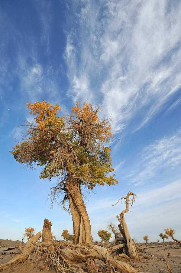 Populus Euphratica Tree with Clouds Stock Image - Image of desert ...