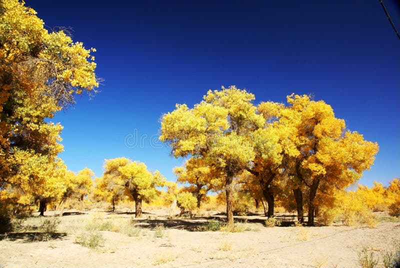 Populus Euphratica Tree Forest Stock Photo - Image of blue, wood: 16471484