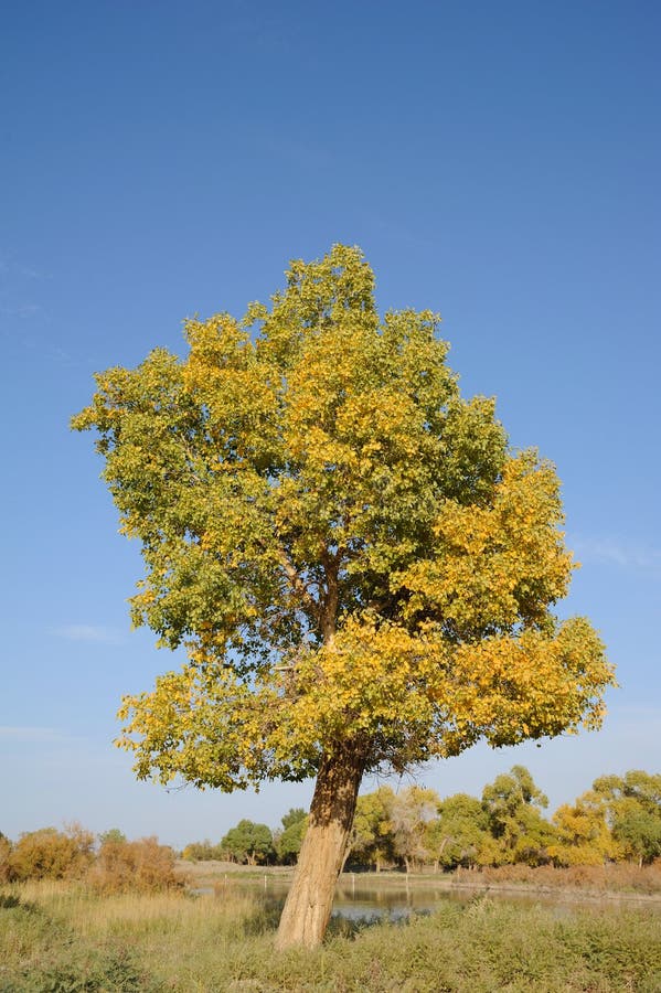 Populus euphratica trees stock photo. Image of beauty - 27098084