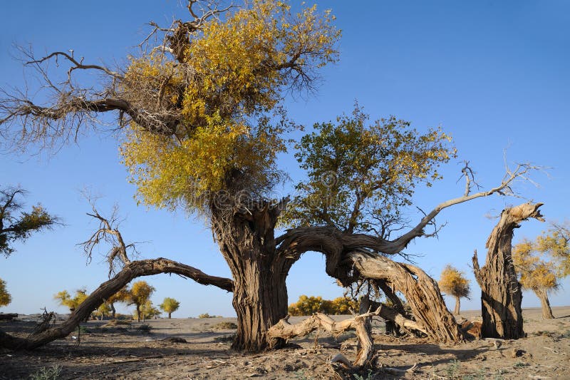 Populus euphratica trees stock image. Image of clouds - 27098159