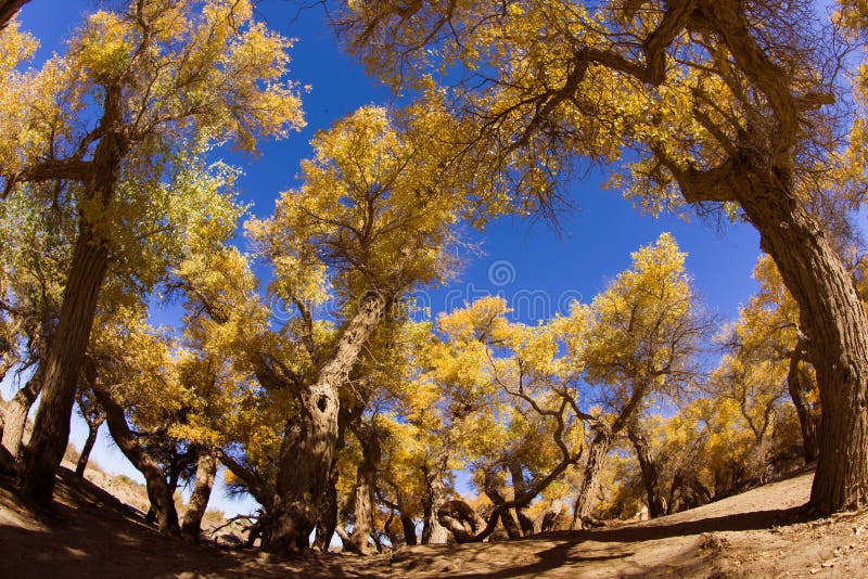 Populus euphratica forest stock photo. Image of xinjiang - 55841390