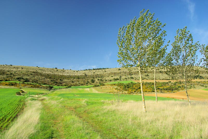 Populus forest stock image. Image of populus, blue, field - 15264129