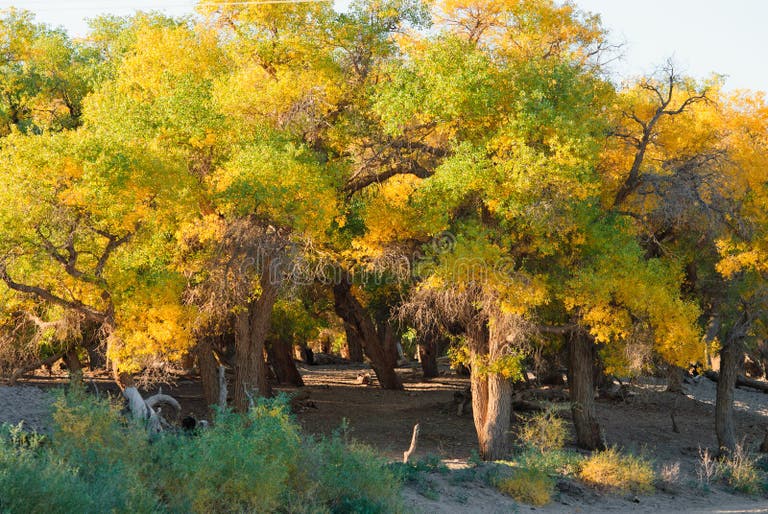 Populus forest stock image. Image of orange, landscape - 35983573
