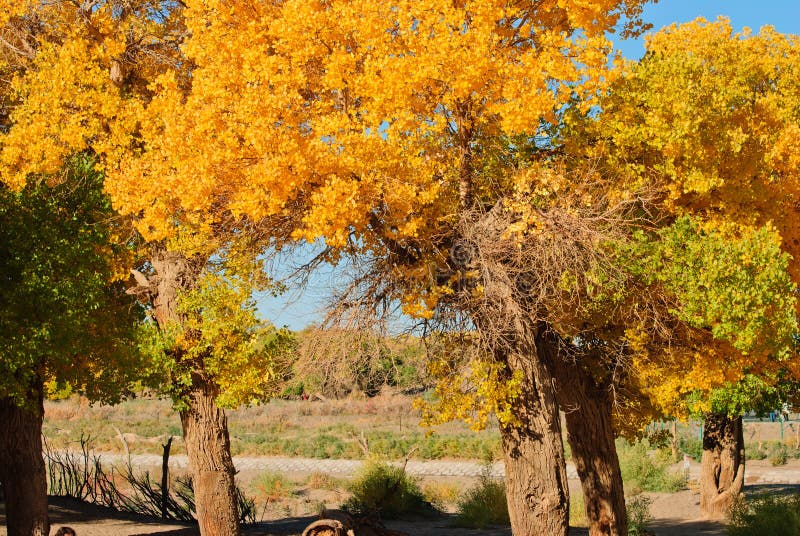 Populus forest stock image. Image of national, landscape - 35983859