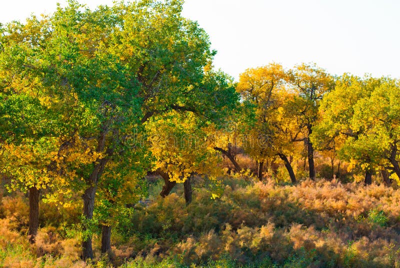 Populus forest stock image. Image of autumn, outdoor - 35984727