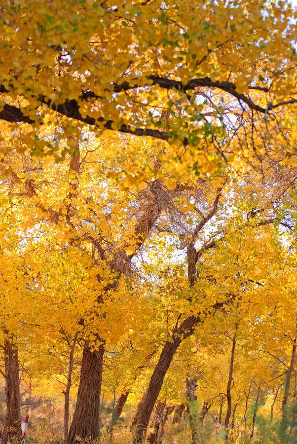 Populus forest stock photo. Image of forest, national - 35986046