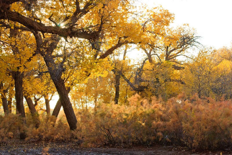 Populus forest stock photo. Image of couple, golden, beautiful - 35986262
