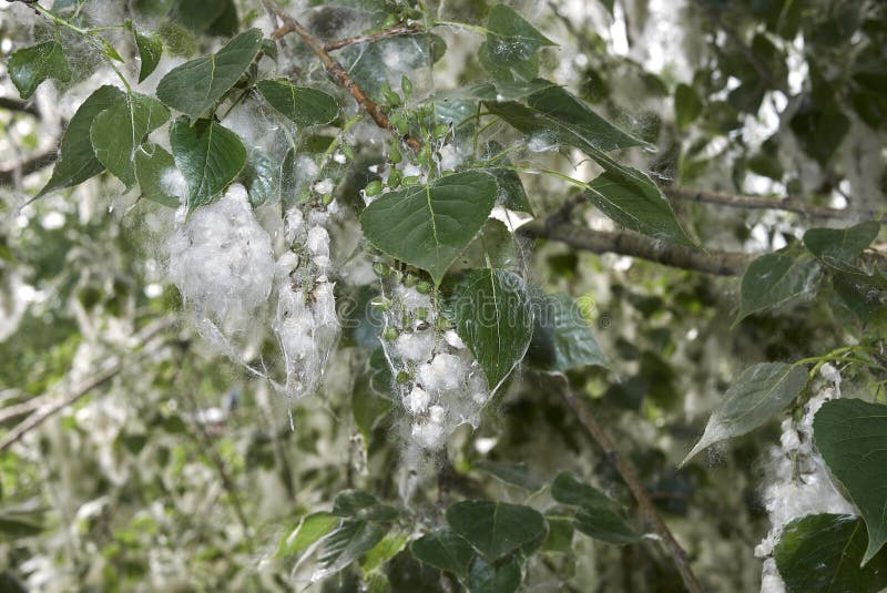 Populus Nigra Fruit Close Up Stock Photo - Image of botany, deciduous ...