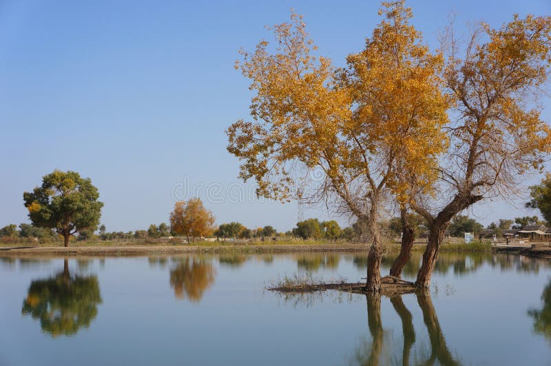 Populus stock photo. Image of green, river, reflection - 30795968
