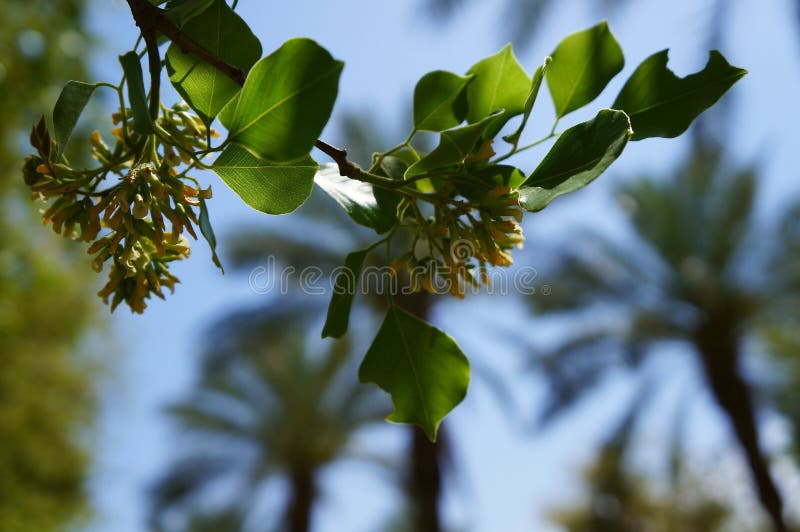 Populus tree blossom stock image. Image of green, flora - 144106569