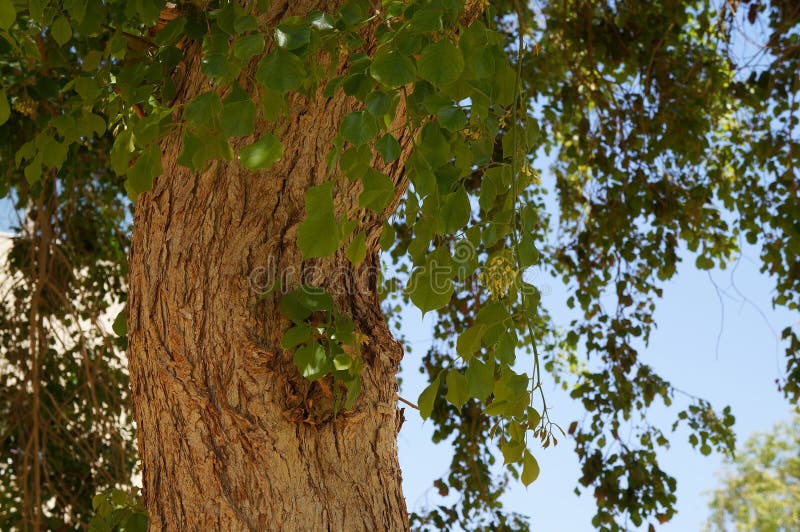 Populus tree blossom stock photo. Image of blossom, close - 144106644