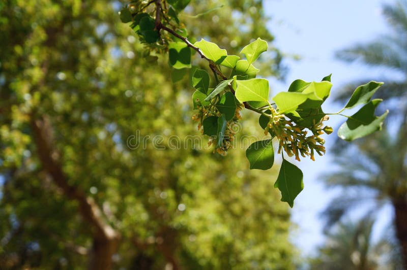 Populus tree blossom stock image. Image of fluff, park - 144106705