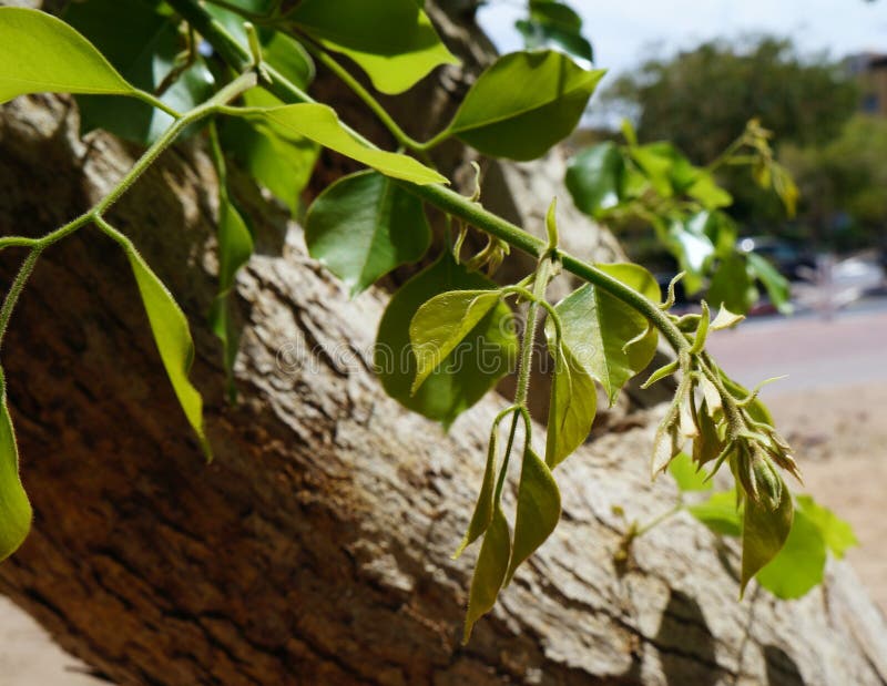 Populus tree blossom stock image. Image of beautiful - 144106723
