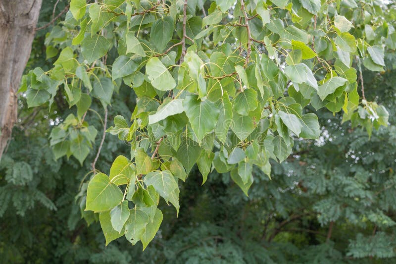 A Populus Tree with Lots of Green Leaves on it Stock Photo - Image of ...