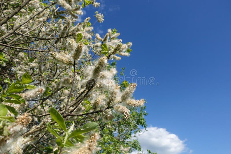 Populus Tremula, Also Called Aspen, Has Spread it`s Seeds All Over the ...