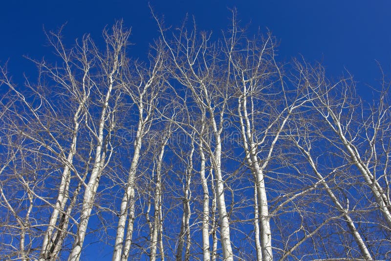 Populus Tremula Aspen Trees at Winter, Finland Stock Image - Image of ...