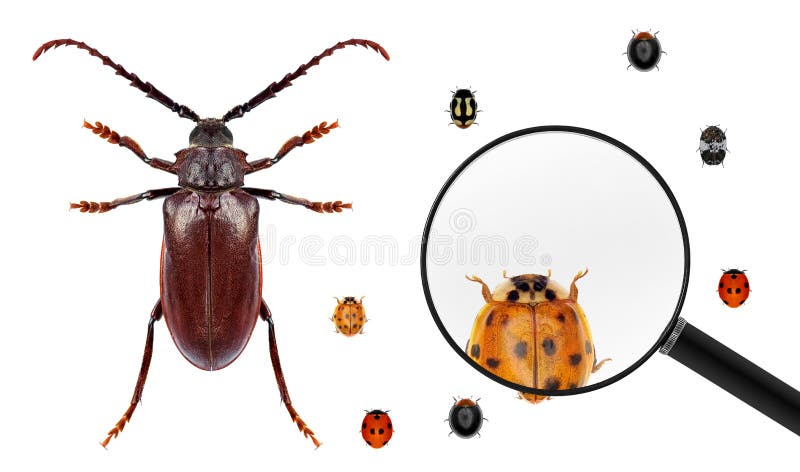 Set insekty zdjęcie stock. Obraz złożonej z motyl, komarnicy - 28774674