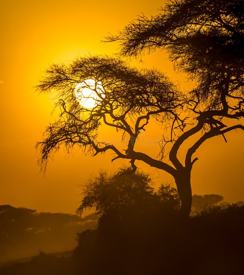Por Do Sol Africano No Savana Imagem de Stock - Imagem de beleza ...