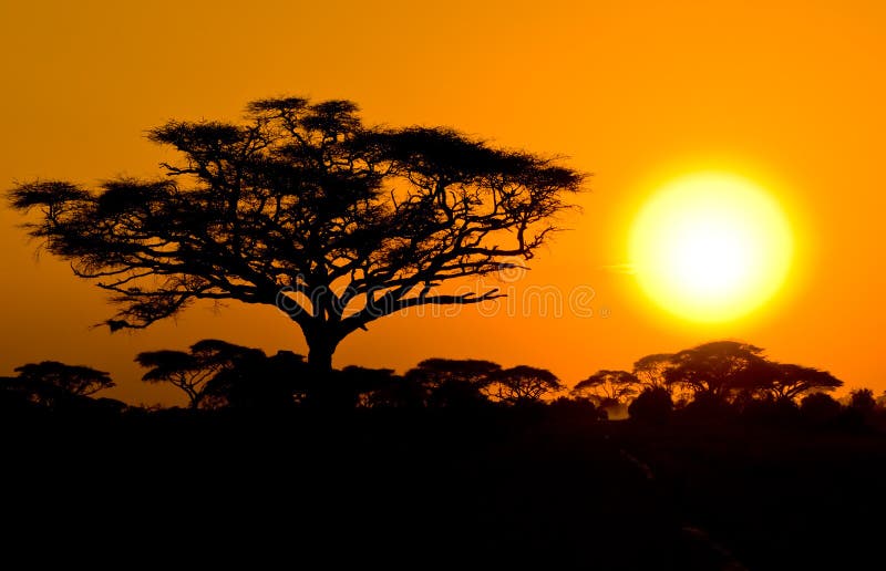 Por Do Sol Africano No Savana Imagem de Stock - Imagem de beleza ...