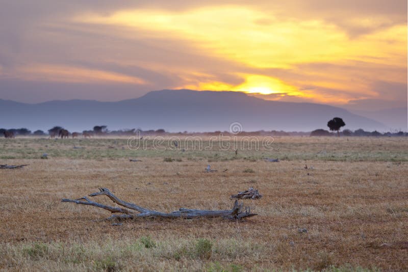 Por do sol do savana imagem de stock. Imagem de leste - 73139977
