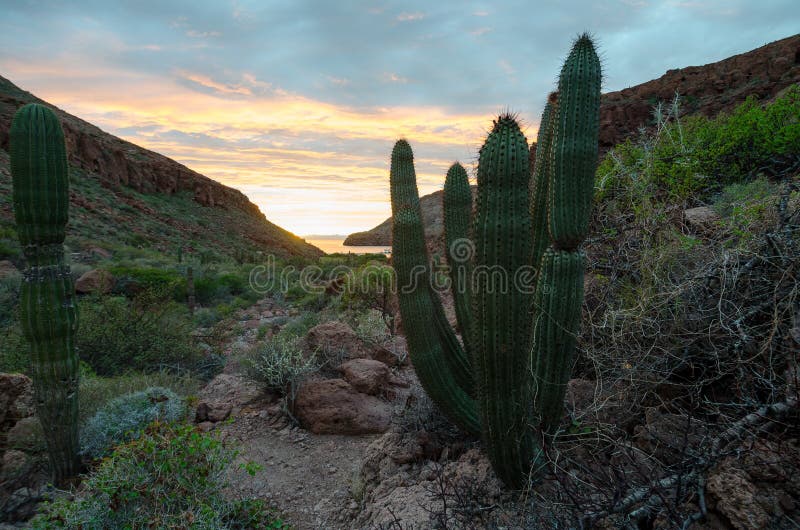 Por Do Sol No Deserto Mexicano Imagem de Stock - Imagem de mexicano ...