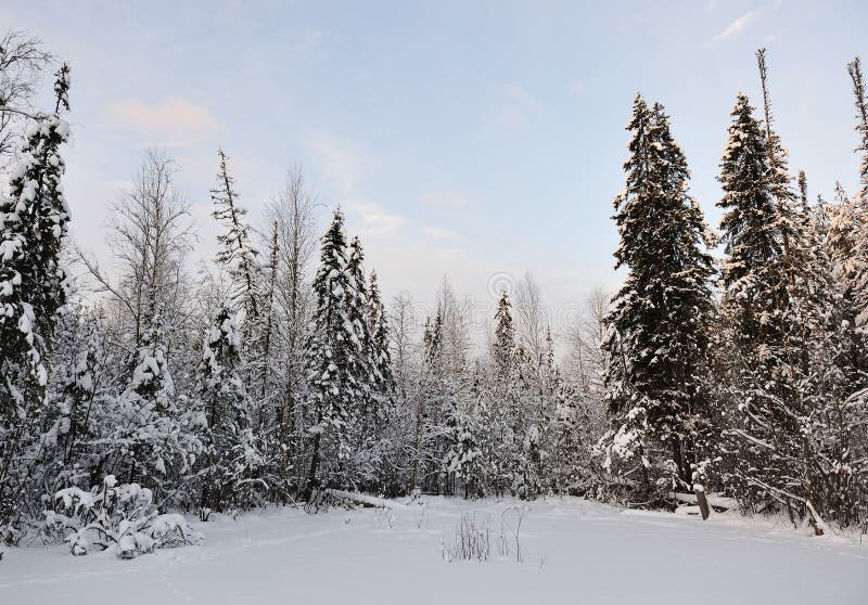 Por Do Sol Do Inverno No Taiga Siberian Foto de Stock - Imagem de ...