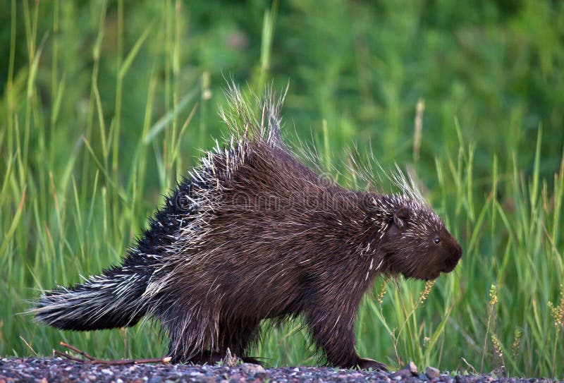 Porc-épic photo stock. Image du animal, nature, faune - 32966292
