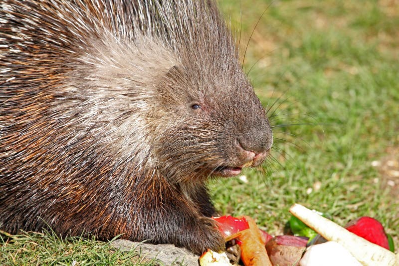 Porc-épic photo stock. Image du épines, nourriture, rongeur - 32966292