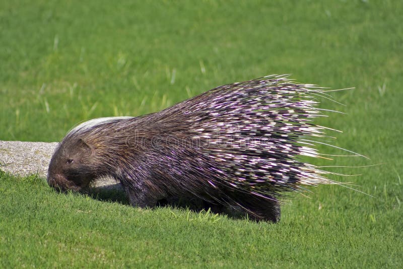 Porc-épic photo stock. Image du animal, nature, faune - 32966292