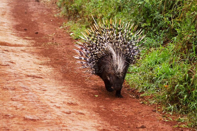 Porc-épic africain photo stock éditorial. Image du animaux - 71980013