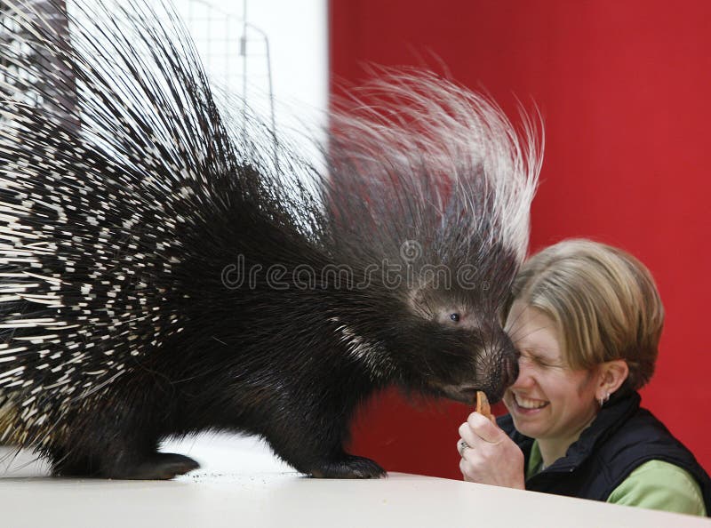 Porc-épic africain photo stock éditorial. Image du animaux - 71980013