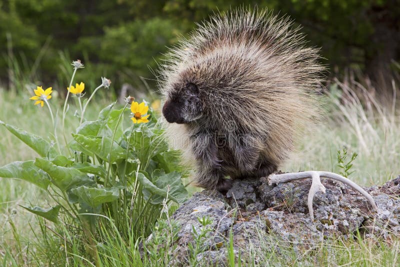Porc-épic photo stock. Image du épines, nourriture, rongeur - 32966292