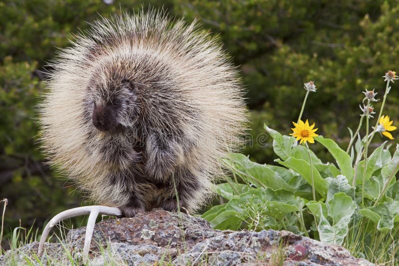 Grand Porc-épic Dans L'herbe Image stock - Image of grand, herbe: 128446879