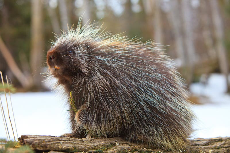 Images Porc épic - Téléchargez 5,293 Photos libres de droits