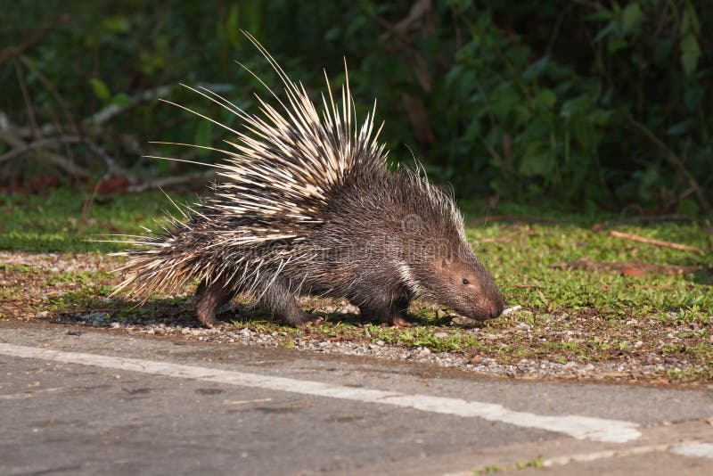 Images Porc épic - Téléchargez 5,293 Photos libres de droits