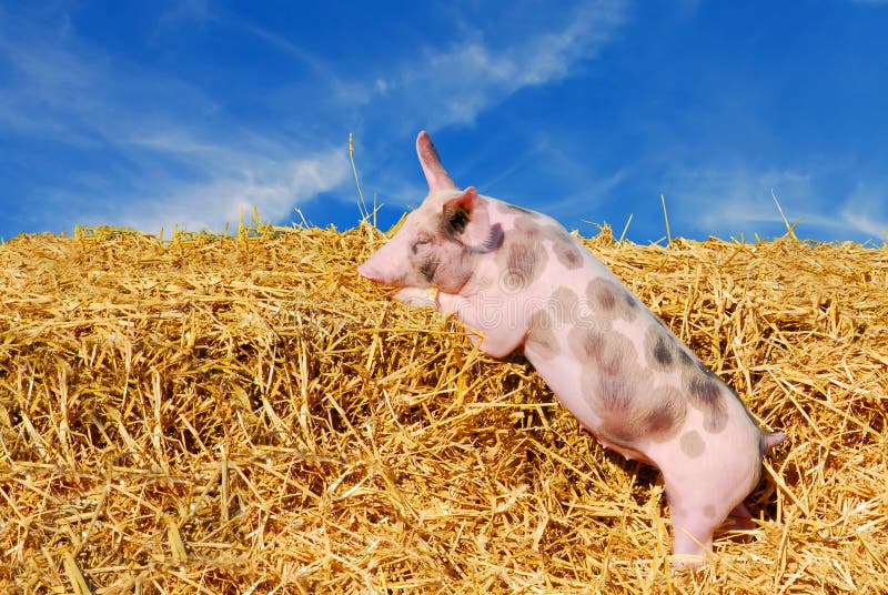 Porcs image stock. Image du agriculture, porcelet, beau - 10241029