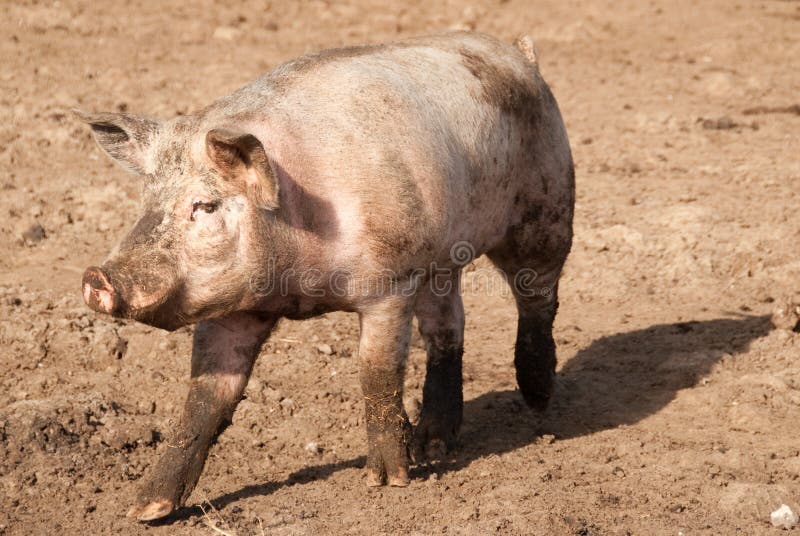 Porc photo stock. Image du chéri, animal, regarder, nature - 11714508