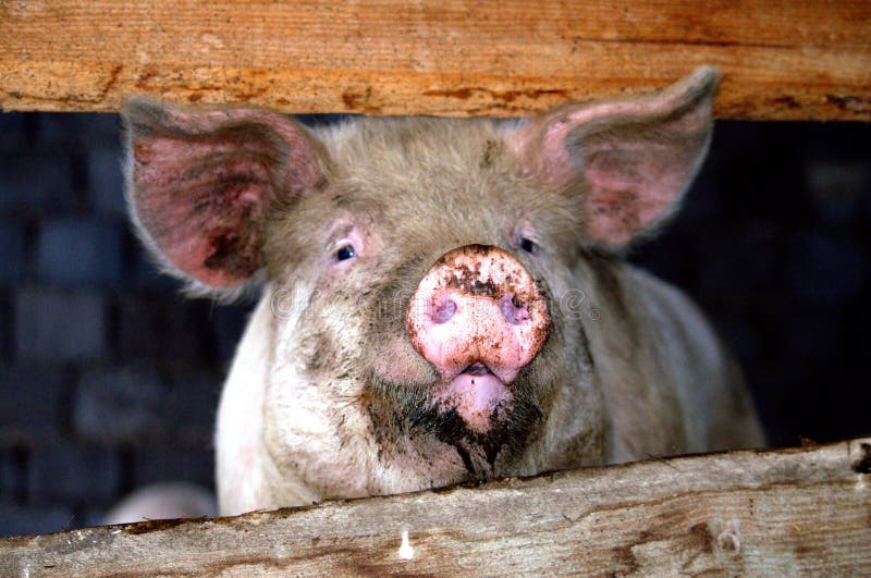 Porc image stock. Image du nourriture, brun, endroits - 52061313