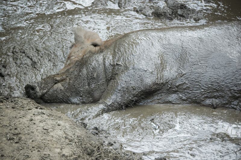 Porc dans la boue image stock. Image du souillure, boue - 8126391