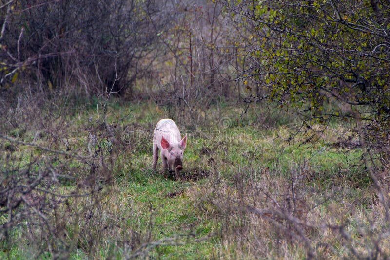 Accouplement de porcs image stock. Image du femelle, paire - 33421347