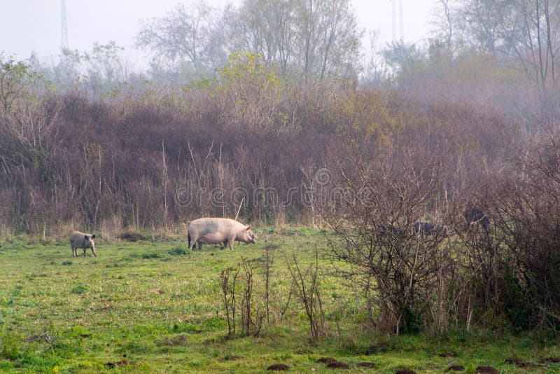 Porcs Pendant La Saison D'accouplement Photo stock - Image du porc ...
