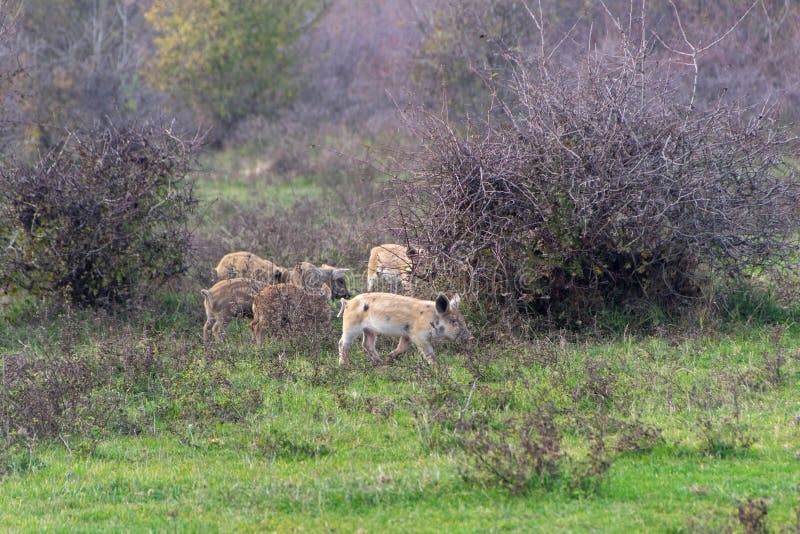 Accouplement de porcs image stock. Image du affermage - 33421347