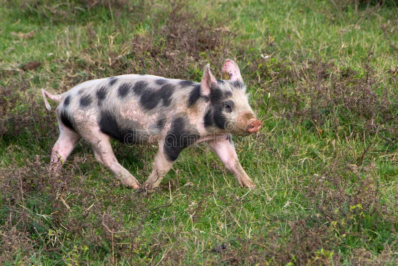 Accouplement de porcs image stock. Image du femelle, paire - 33421347